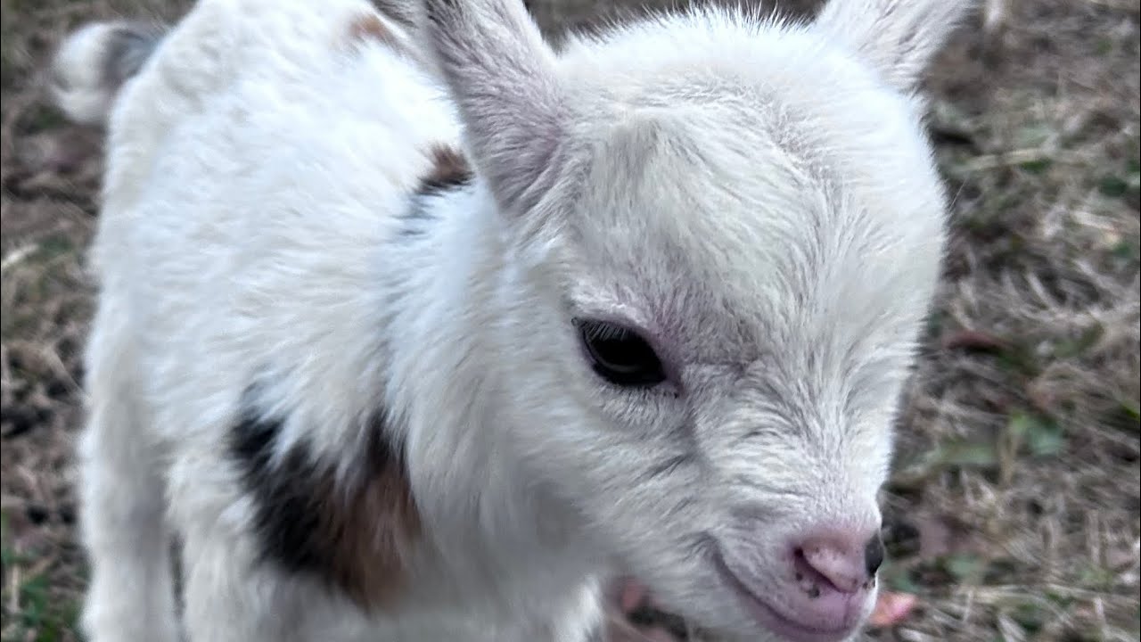 Goats on sea saw! - YouTube