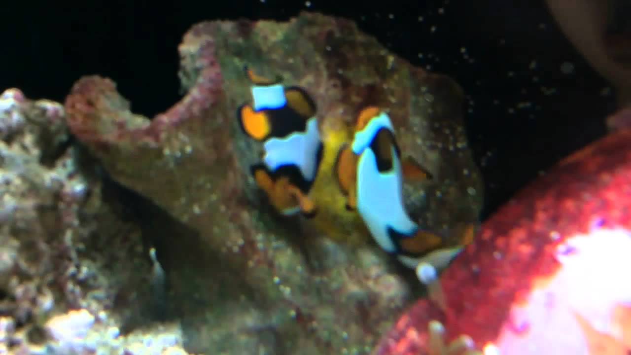 Picasso clown fish spawning - YouTube