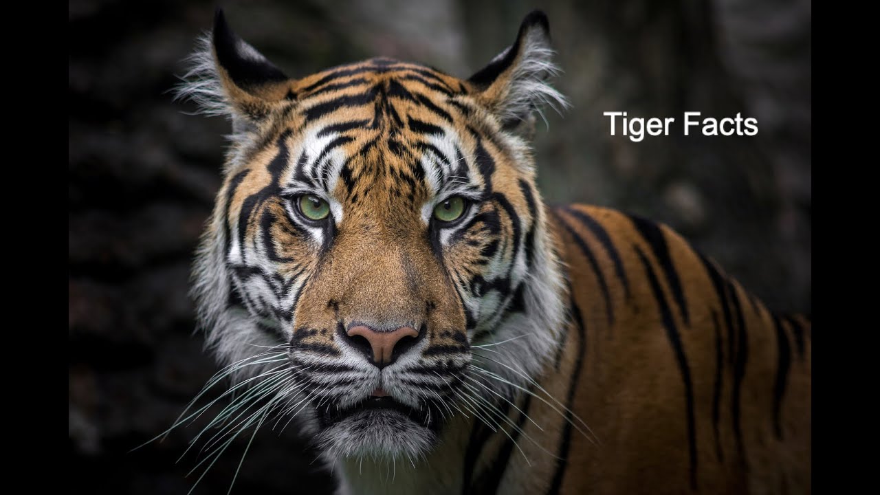 Animal Facts/ Tiger / Did you know...these cool facts about the Tiger ...
