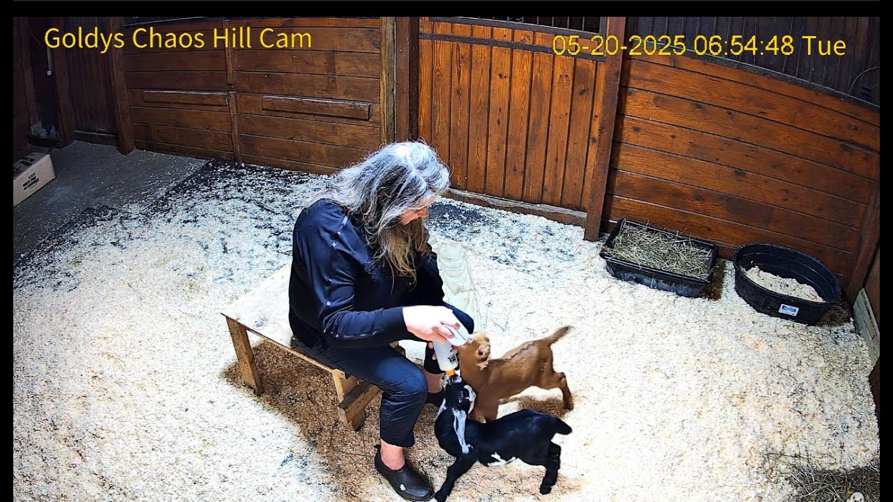 Goldy'sChaosHillCam. Elizabeth Feeds Marvin and Milo (The Baby Goats) - YouTube