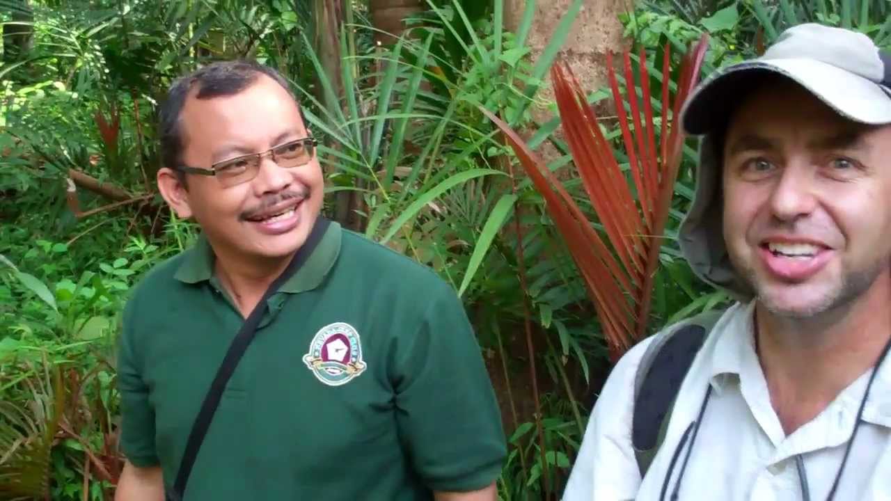 Entomophagy: Collecting and Eating Red Palm Weevil Larvae from Nipa ...