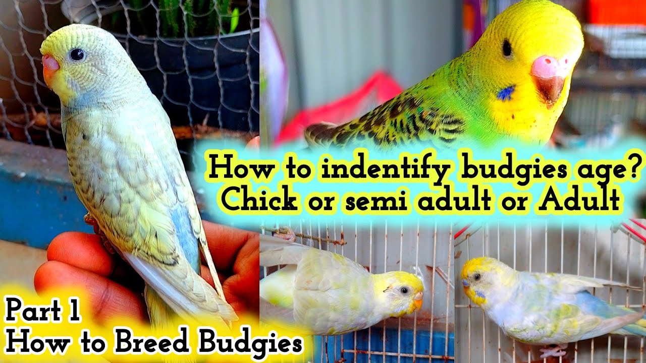How to indentify budgies age? Chick /semi adult /adult - How to Breed ...