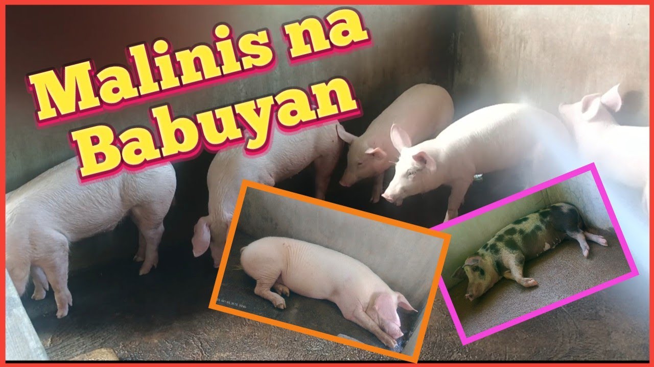 V#033 Backyard Pig Farming sa Mini Farm - YouTube