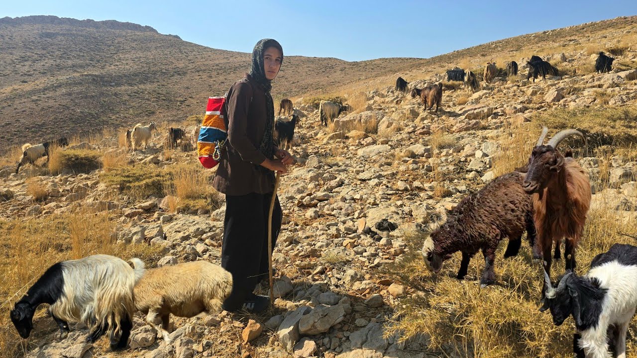 ⛰️Nomadic life in the mountains: the daily life of a shepherd girl with ...