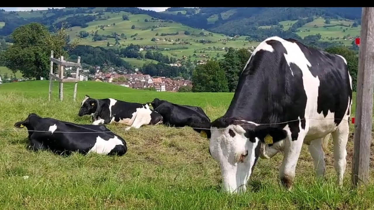 sapi besar makan rumput - YouTube