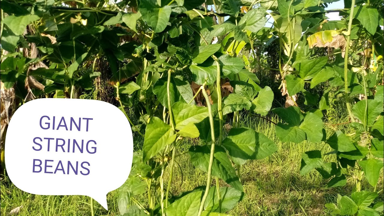 Giant String Beans (Province Life) - YouTube