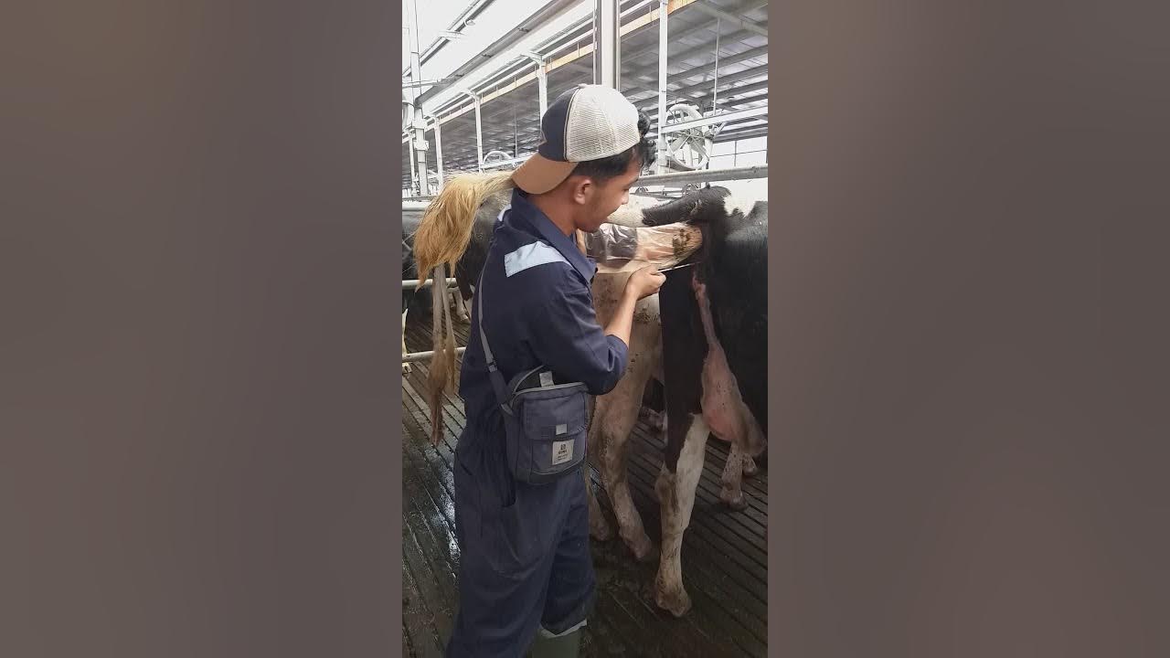 Belajar memasukan AI Gun untuk inseminasi buatan pada sapi perah - YouTube
