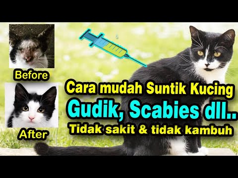 Cara menyuntik kucing yang terkena scabies, agar sembuh total dan tidak ...