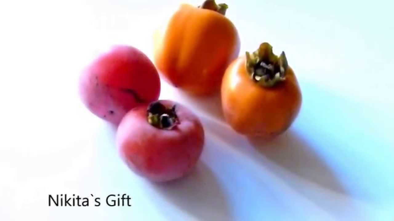 Hardy Kaki / Persimmon: Nikita`s Gift & Steiermark Kaki - YouTube