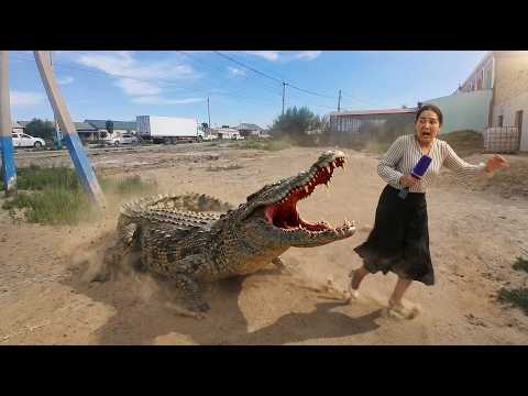 Krokodil  waqıyasına  jurnalist  anıqlıq  kirgizdi