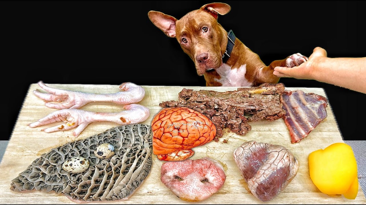 BEST ASMR MUKBANG PITBULL EATING RAW FOODS - YouTube