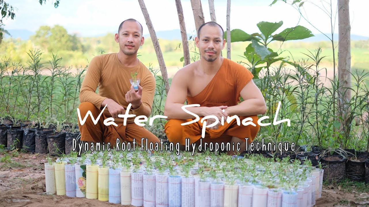 Growing water spinach with the Dynamic Root Floating Hydroponic ...