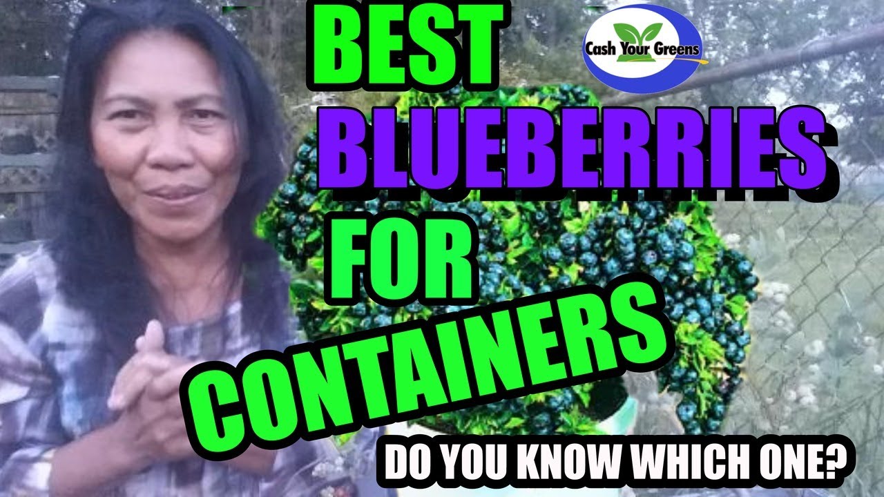 BEST BLUEBERRIES GROWN IN CONTAINERS / Which Variety of Blueberries are ...