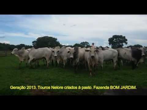 Nelore INDI OURO TOUROS GERAÇÃO 2013 - YouTube
