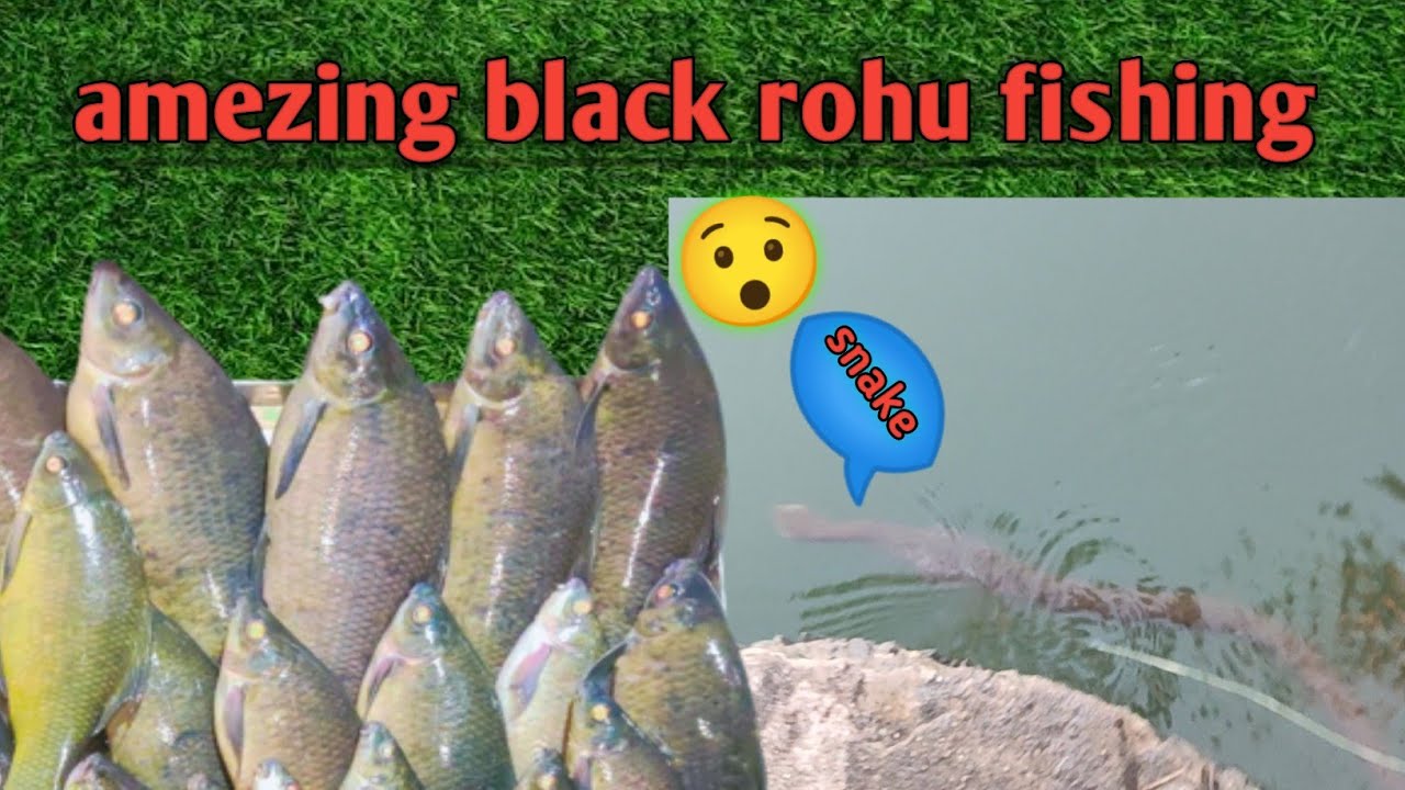 amezing black rohu fishing/black rohu fishing/rohu fishing/amezing ...