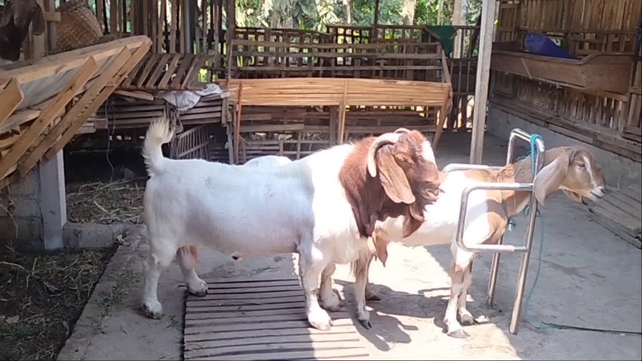 Boer goat crosses with Javanese goat in boerkah jaya farm - YouTube