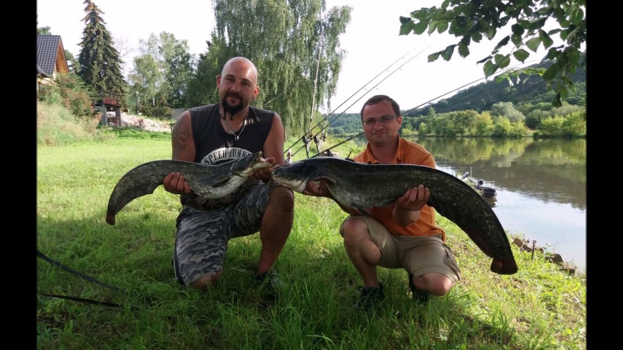 Wels angeln, Angel Urlaub, Friedeburg Saale - YouTube