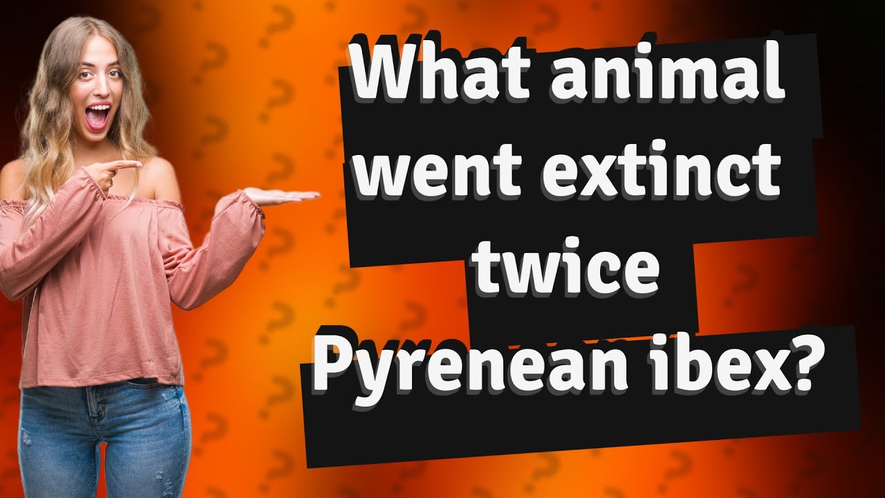 What animal went extinct twice Pyrenean ibex? - YouTube