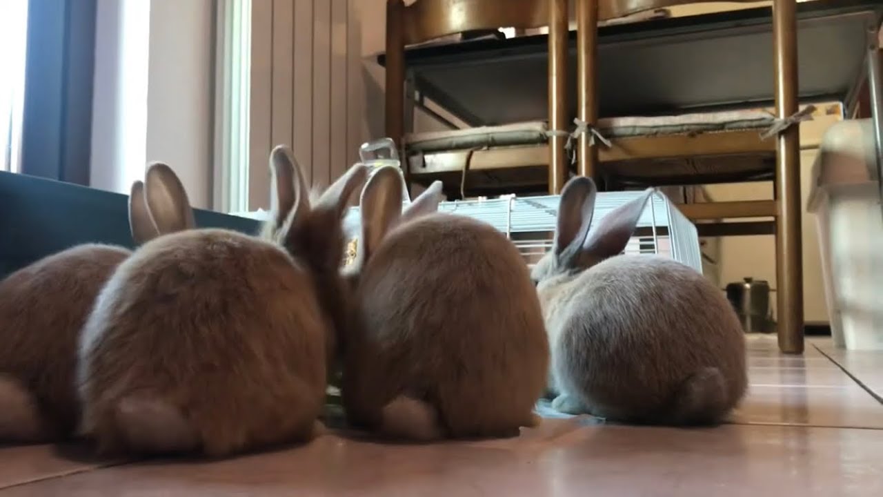 Mimi and the kits 🐰🤭 - YouTube