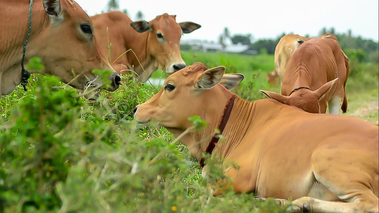 Wild cows on the trail at the edge of the grassland forest - YouTube