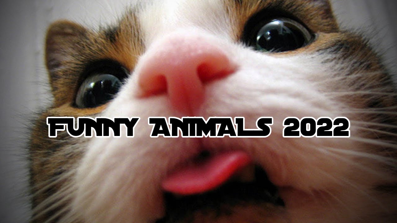 Best Of Funny Cats & Dogs Compilation - Try Not To Laugh (2022) - YouTube