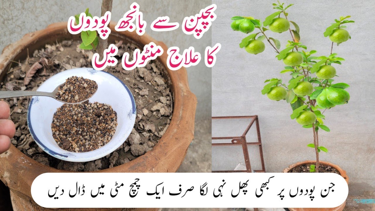 Podon pr phal lane wali special khad . Best fertilizer for fruit trees ...