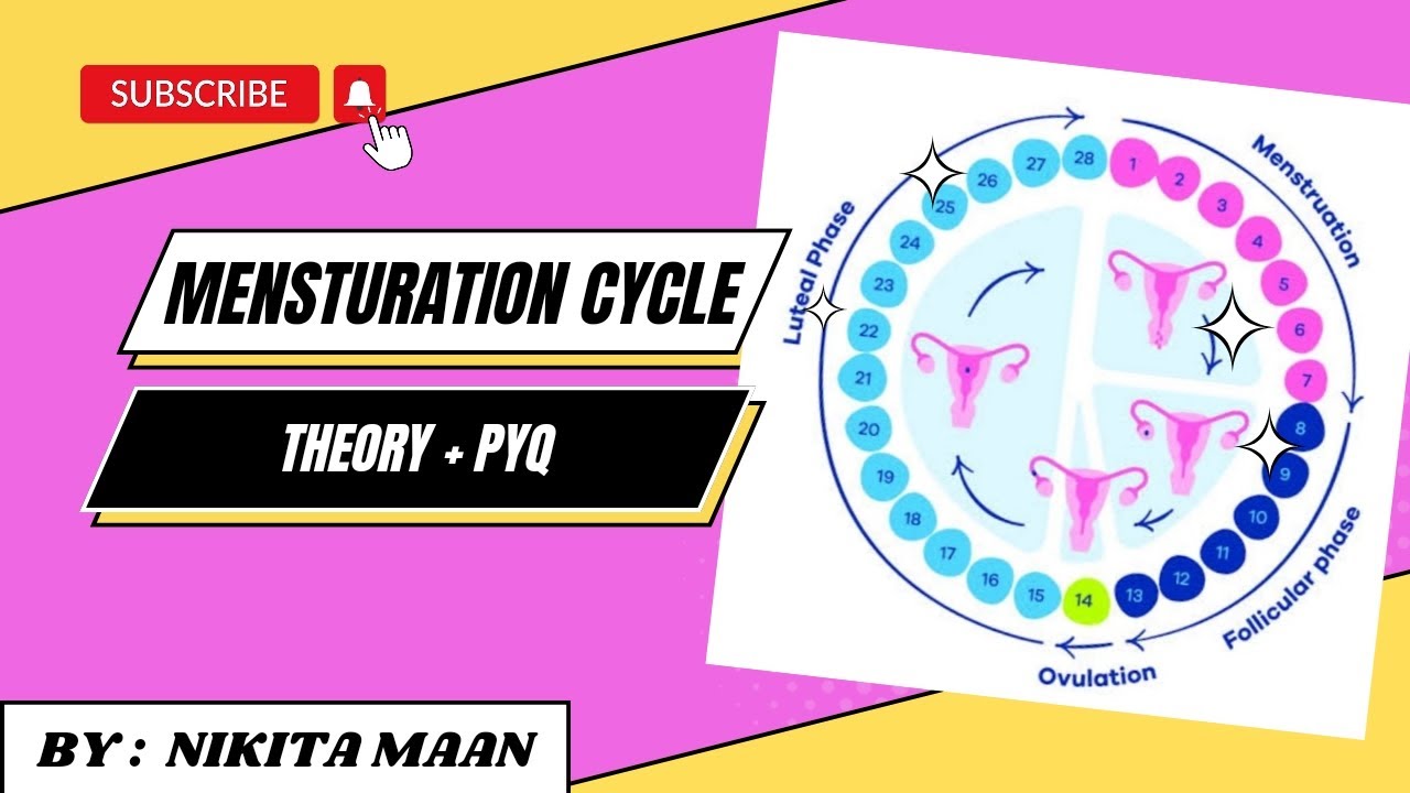 Mensuration cycle in females / Menstrual flow #medicalexams # ...