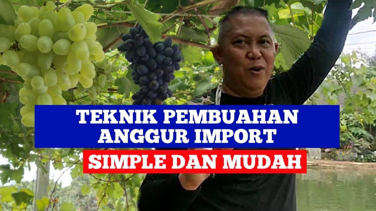 TEKNIK PEMBUAHAN ANGGUR IMPORT SIMPLE & MUDAH !!! #anggurimport #GOSV # ...
