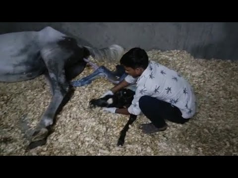 A horse gives birth to a beautiful foal  The whole process 🎠🧚‍♀️