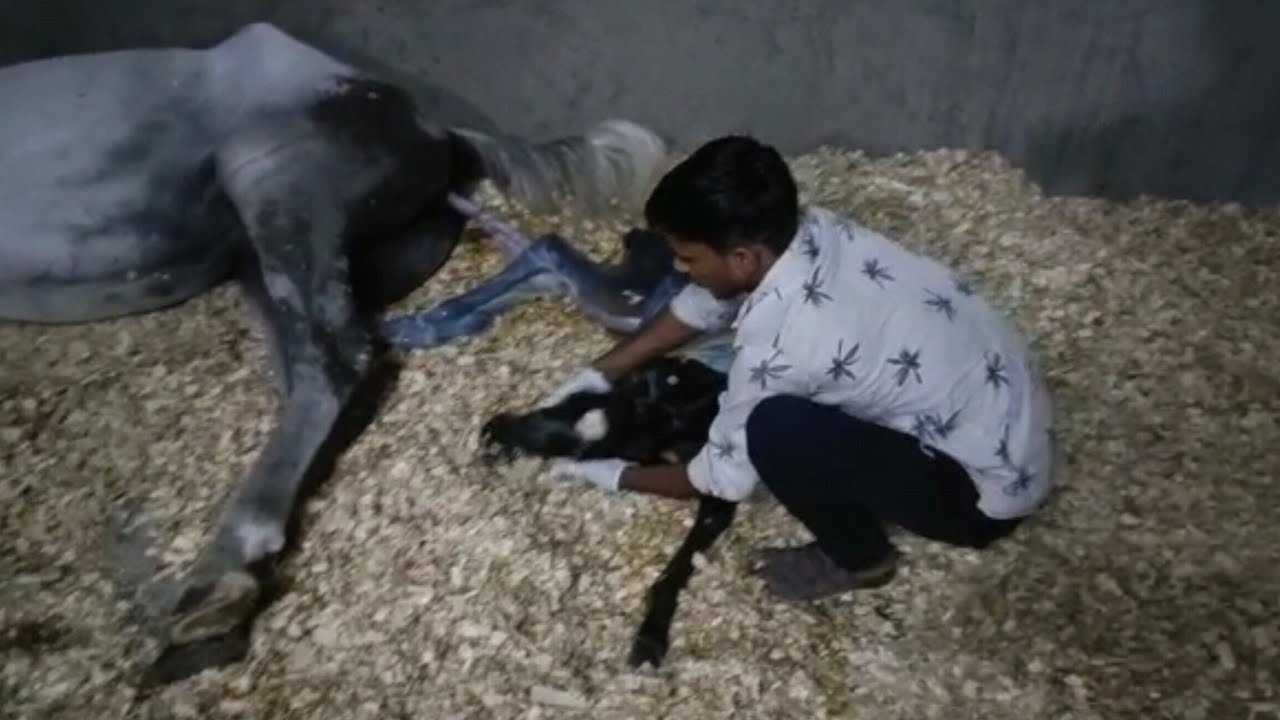 A horse gives birth to a beautiful foal The whole process 🎠🧚‍♀️ - YouTube