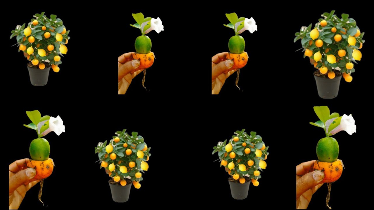 unique skills grow lemon tree from lemon fruit in orange 100% work ...