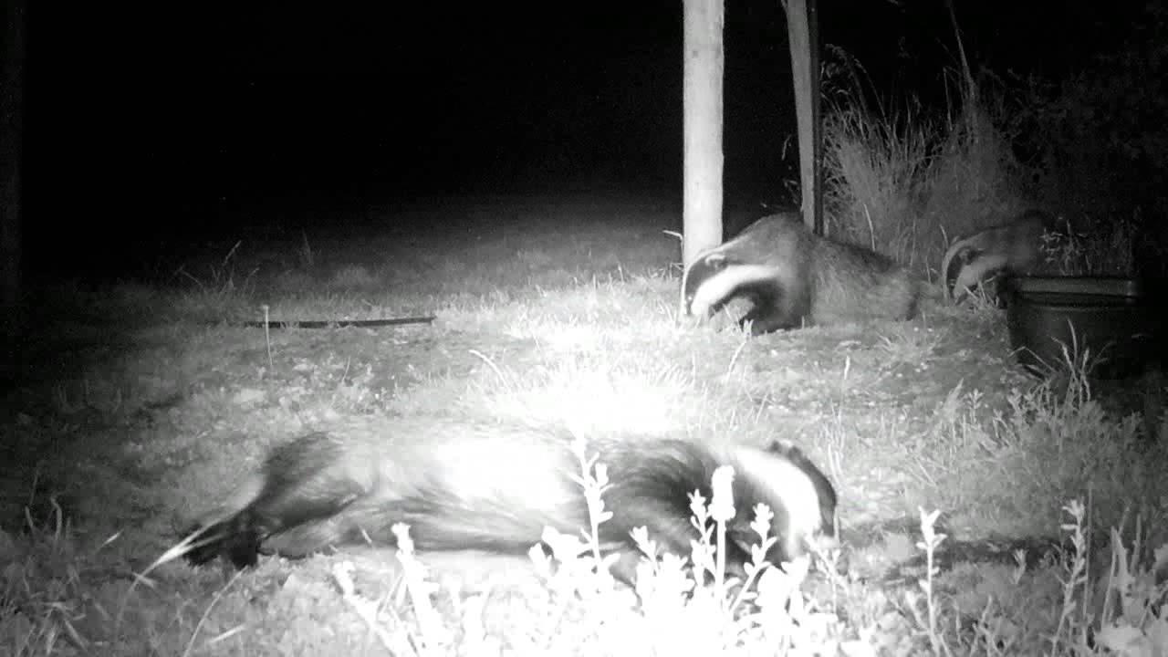 08/08/2013 A lazy sleepy hungry and cute badger ! - YouTube