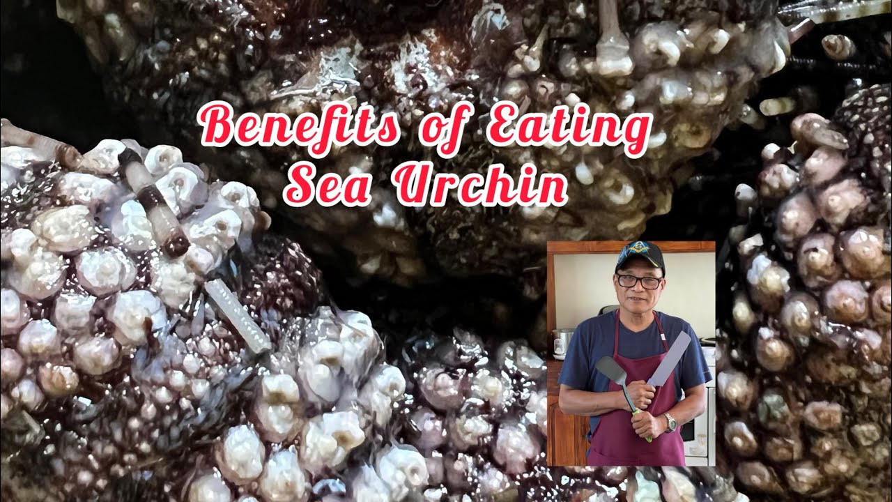 Benefits Of Eating Sea Urchin and Side effect (Educational) - YouTube