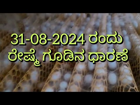 Mulberry Cocoon Price As on 31.08.2024 at Karnataka Govt. Cocoon Market ...