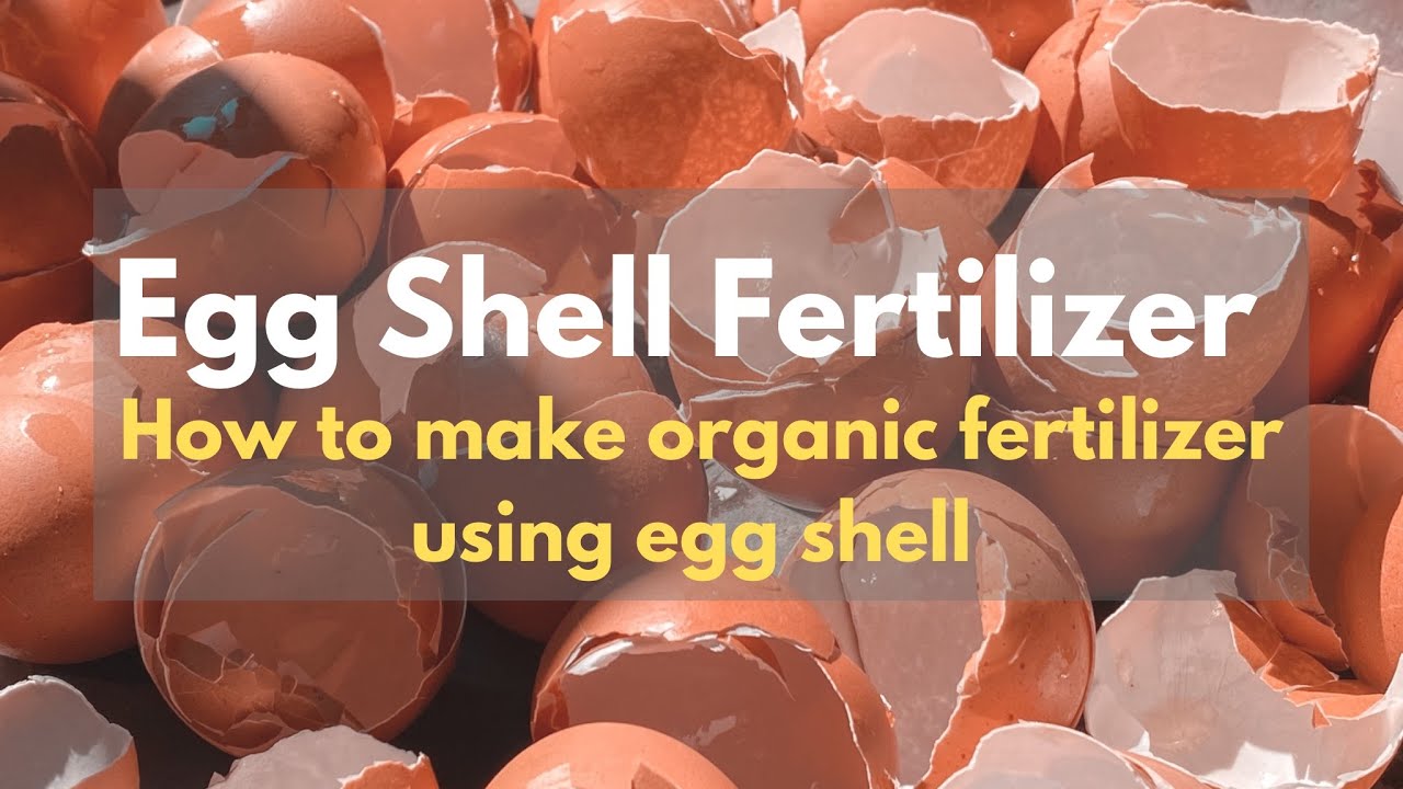 Egg Shell Fertilizer | How to make organic fertilizer using egg shell ...