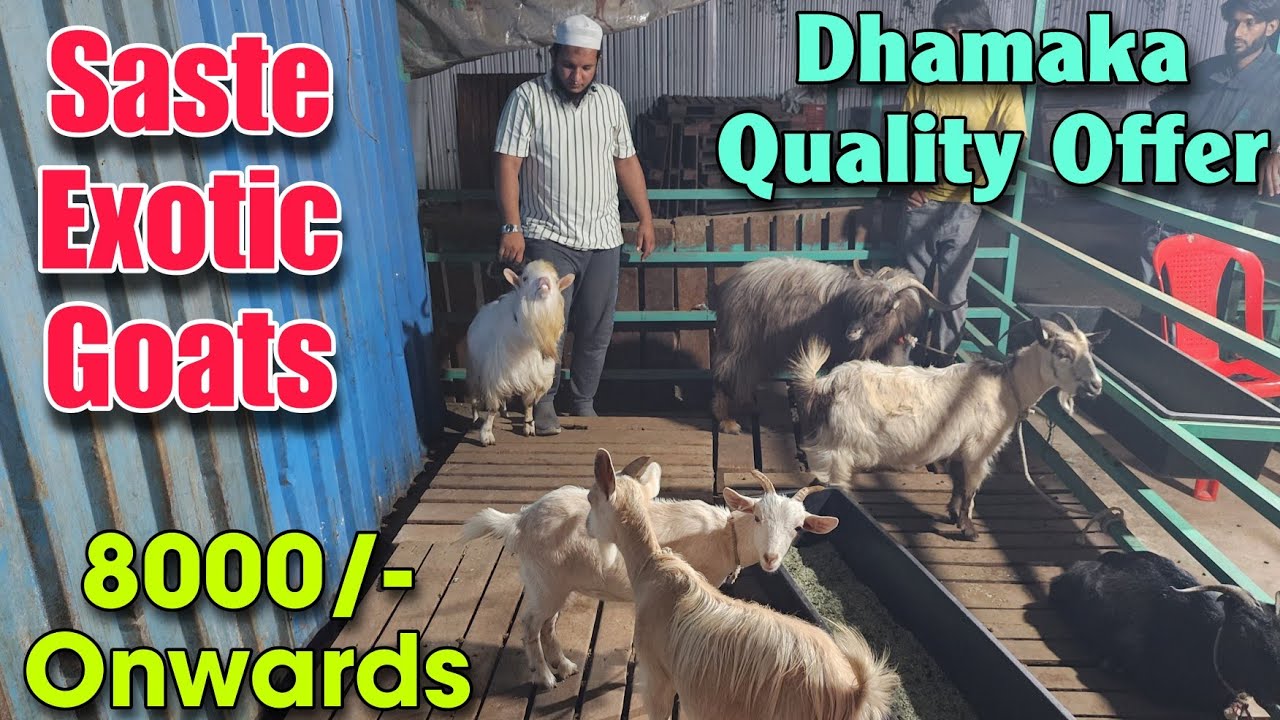 8000/- Onwards Saste Exotic Quality Goat At LIMRA GOAT FARM | Bantam ...
