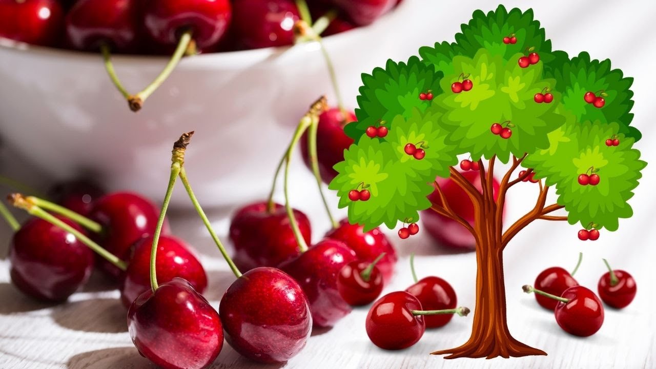 CHERRY FRUITS (Prunus avium) || Cherry Fruits Interesting Facts ...
