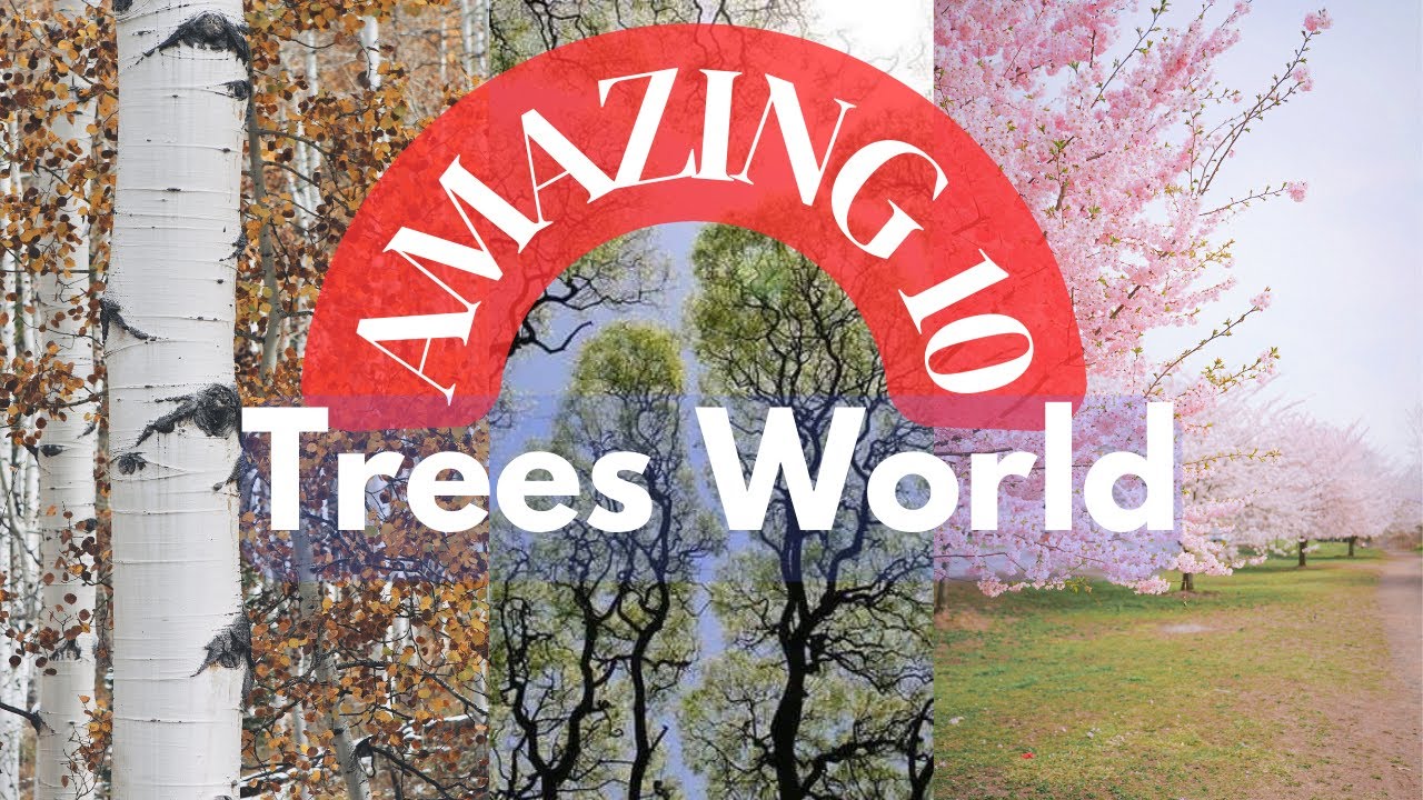 10 Most Amazing and Unusual Trees in the World (Full HD) !!! - YouTube