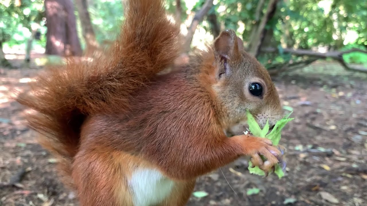 Eichhörnchen Entertainment - Frische Haselnüsse | Squirrel Entertainment - Fresh Hazelnuts - YouTube
