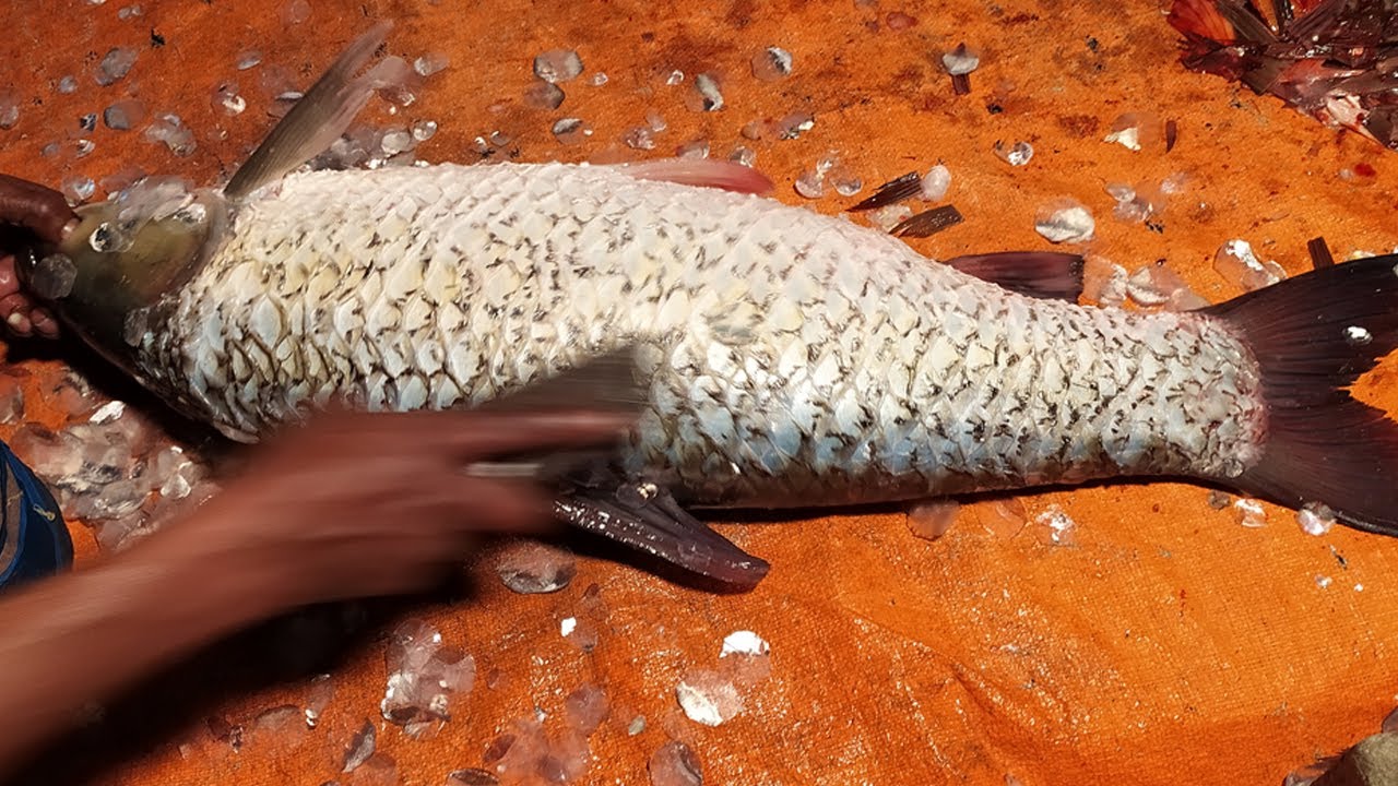 Big grass carp live fish cutting skills 2020 in fish market || Grass ...