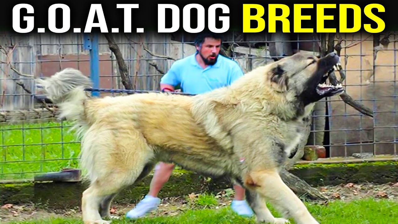 The 10 G.O.A.T. Dog Breeds - YouTube