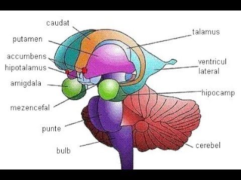 Lumea neurodiversitatii: Abuzul emotional - emotiile sunt formate in ...