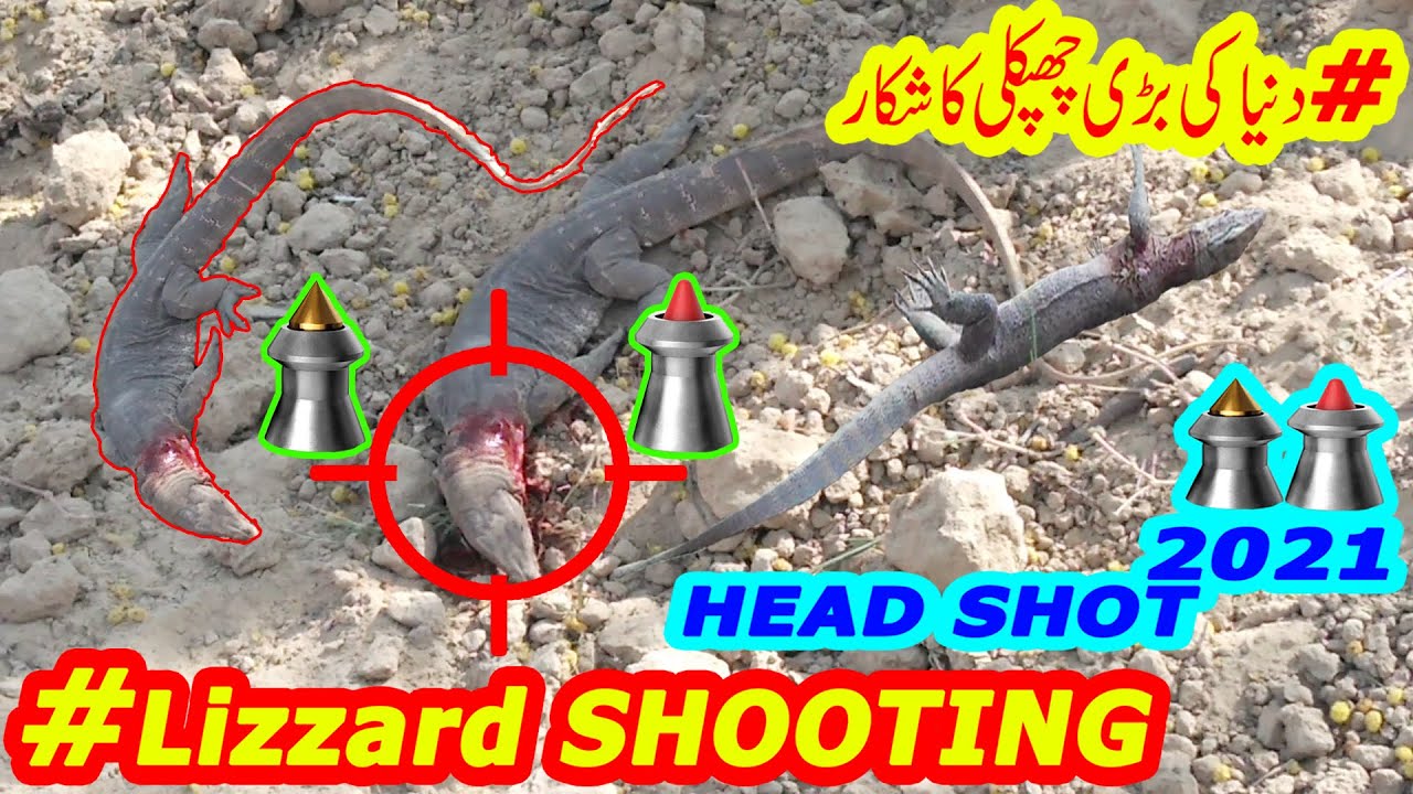 The Best Air Rifle Iguana Hunting Hatsan Edge 1100 | Pre-Breeding ...