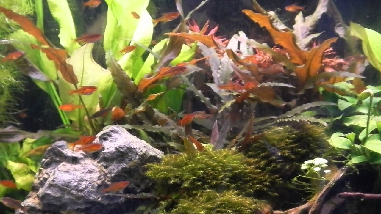 Hyphessobrycon Amandae & Razbora Galaxy 1 - YouTube