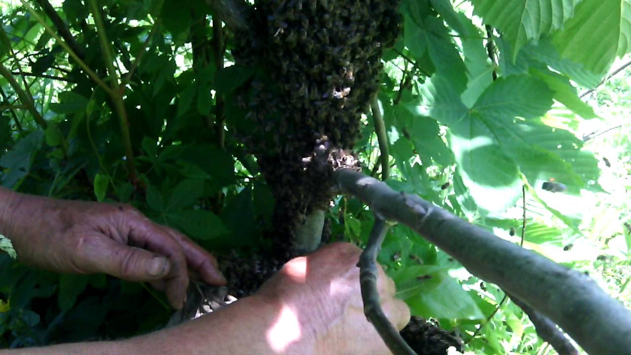 Hvatanje (stresanje) roja pčela - Roj prvenac - YouTube