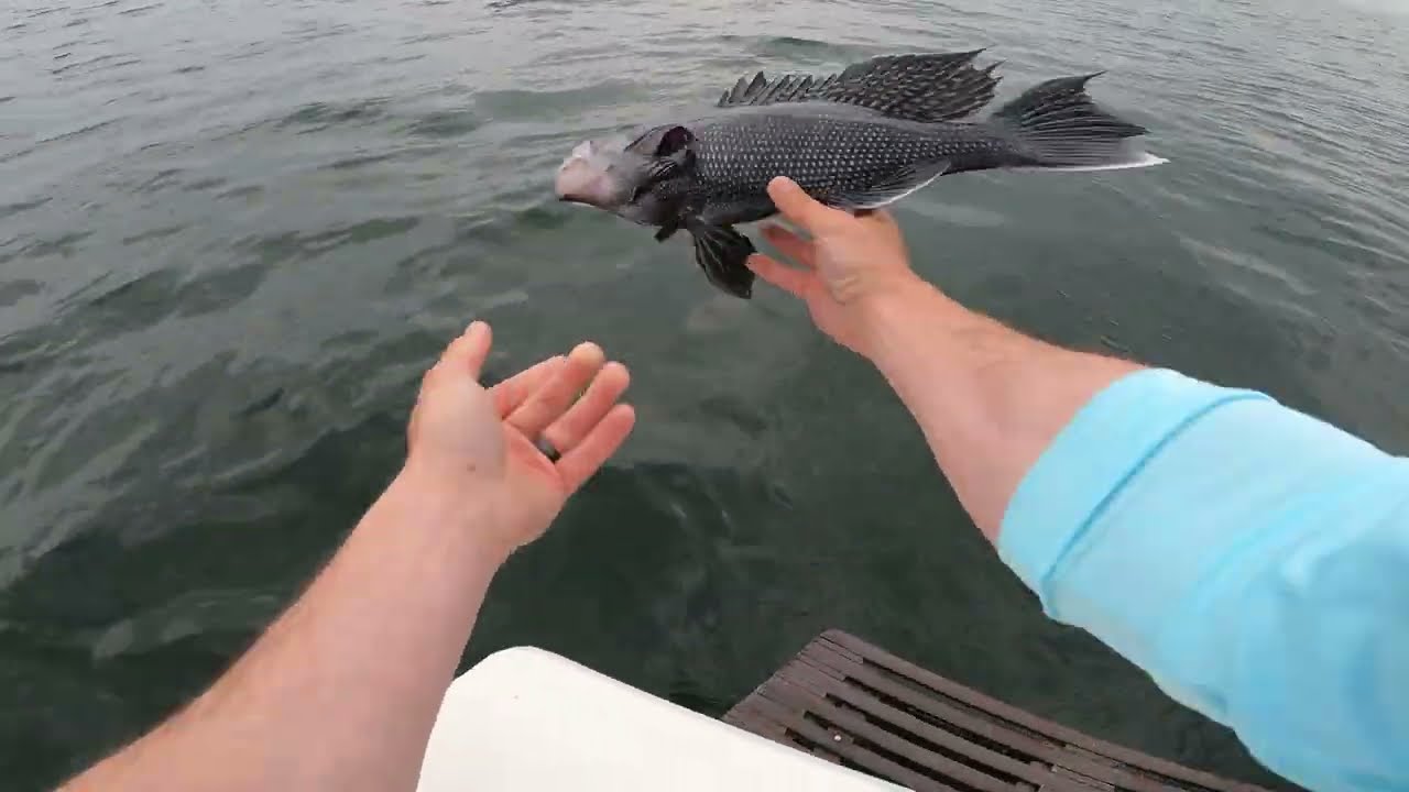 Black seabass jigging while anchored in the Long Island Sound - YouTube