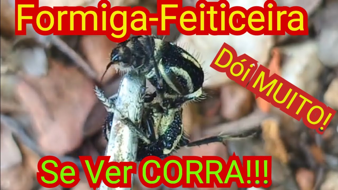 Formiga-Feiticeira | Formiga-Veludo | Formiga Chiadeira | Uma Vespa Com ...