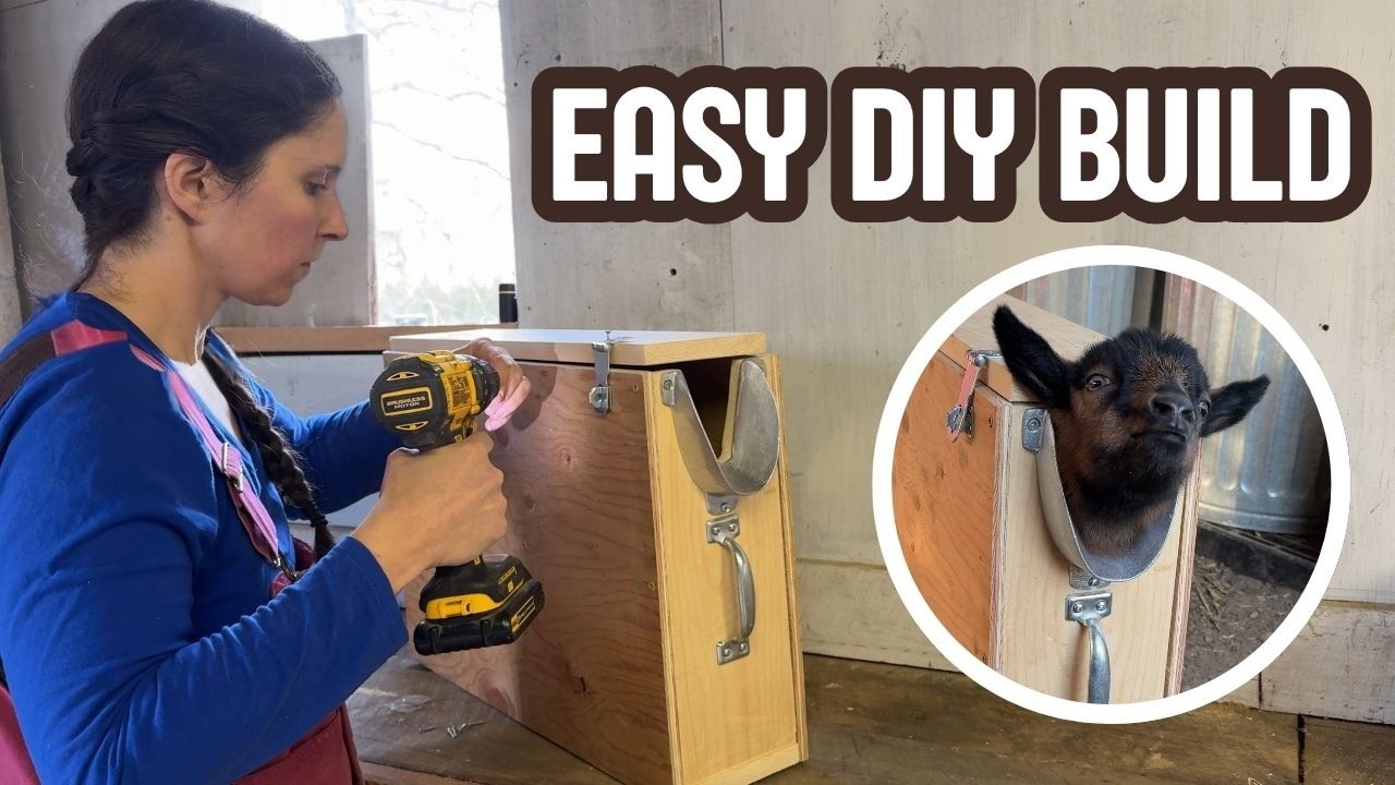 How to Build a Disbudding Box for Goats | Easy DIY Tutorial - YouTube