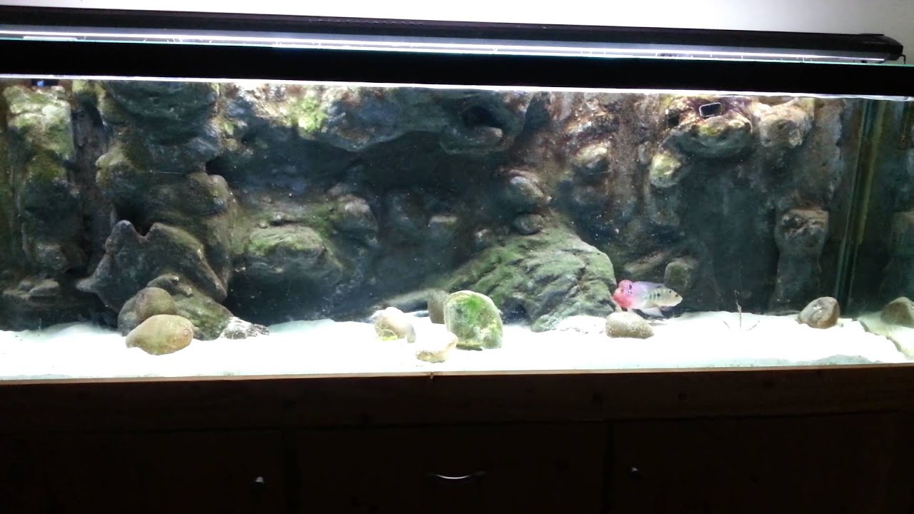 Super Red Dragon Flowerhorn - YouTube