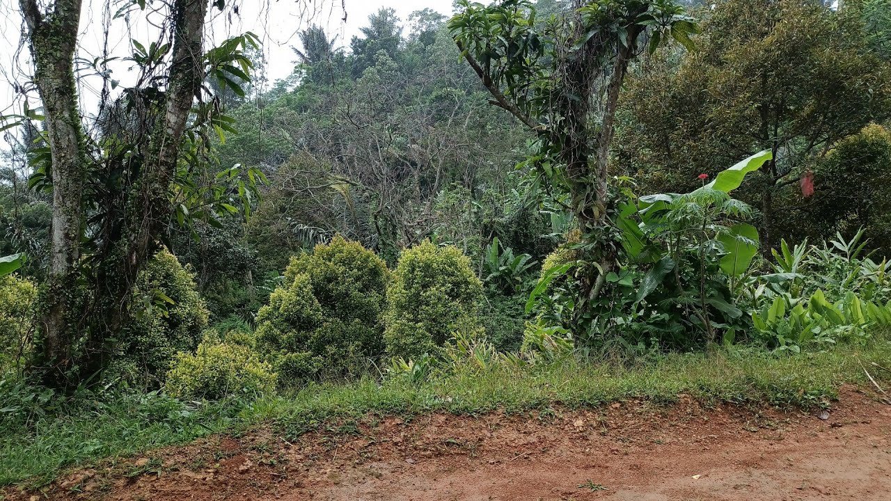 jalan kaki menuju kampung ucuy suasana bikin betah - YouTube